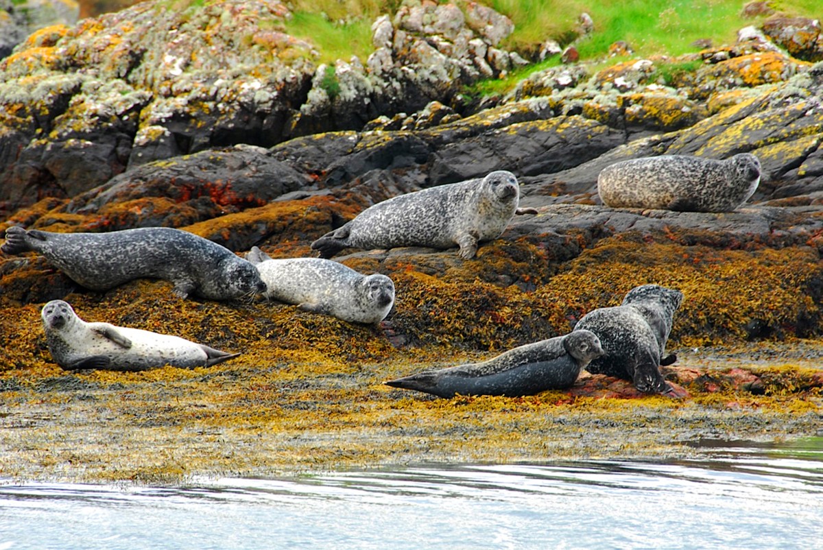 the Mission House | Isle of Rona